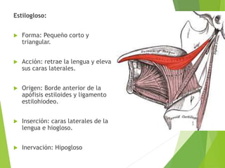 Musculos de la lengua | PPT