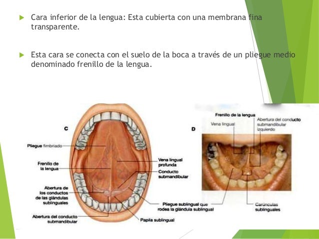 Musculos de la lengua