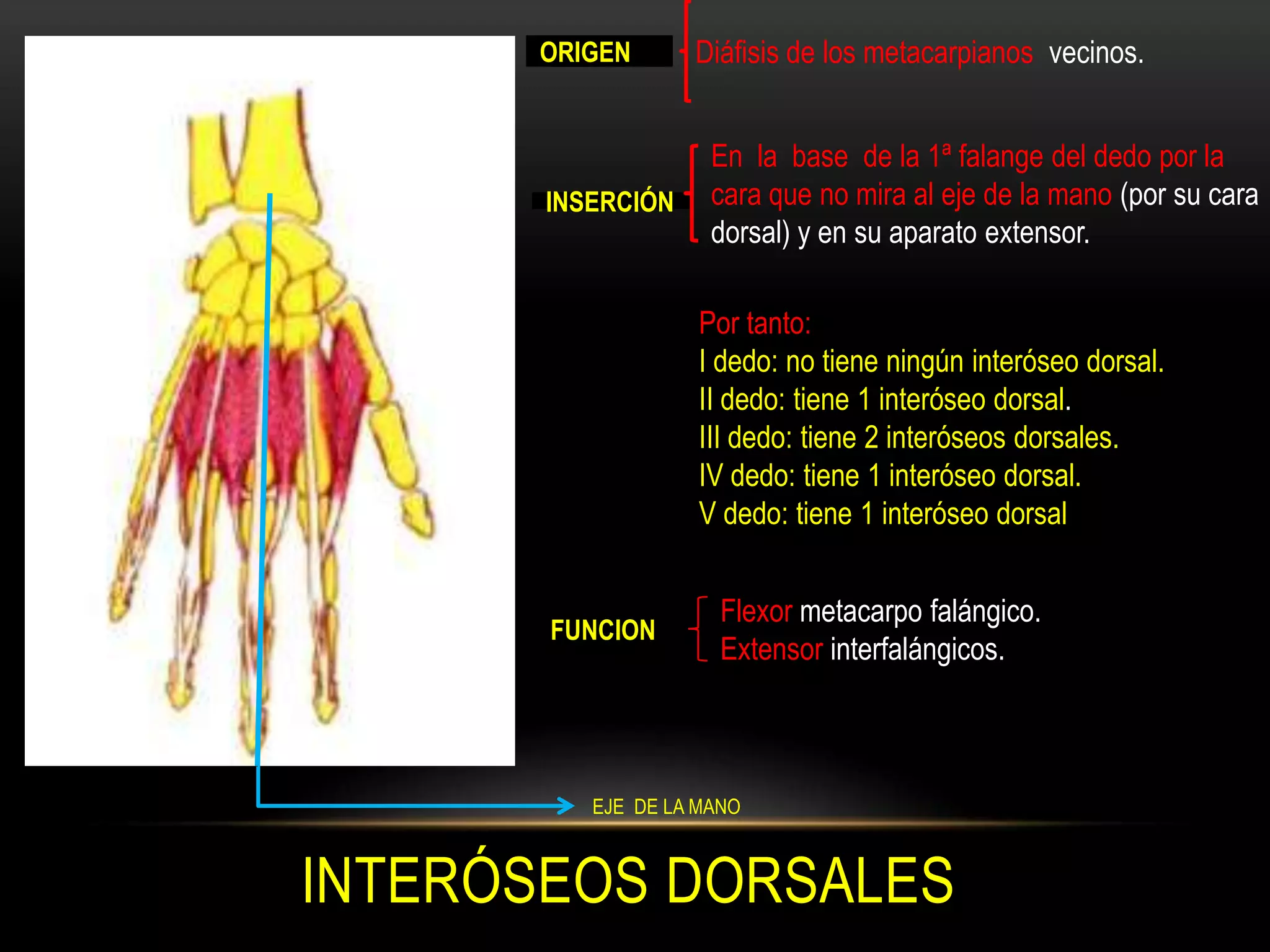 Musculos de la mano | PPTX