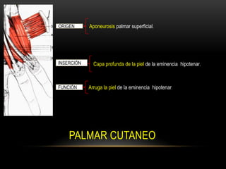 Musculos de la mano | PPTX