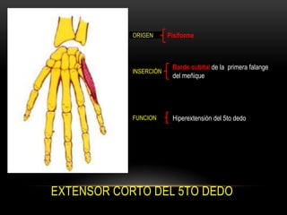 Musculos de la mano | PPTX