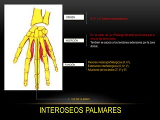 Musculos de la mano | PPTX