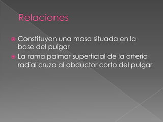 Musculos de la mano | PPTX