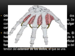 Musculos de la mano | PPTX