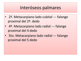 Musculos de la mano. | PPTX