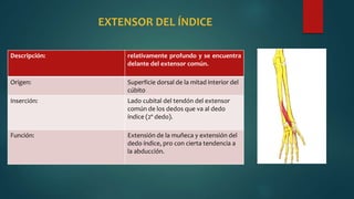 Musculos de la mano | PPTX