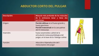 Musculos de la mano | PPTX