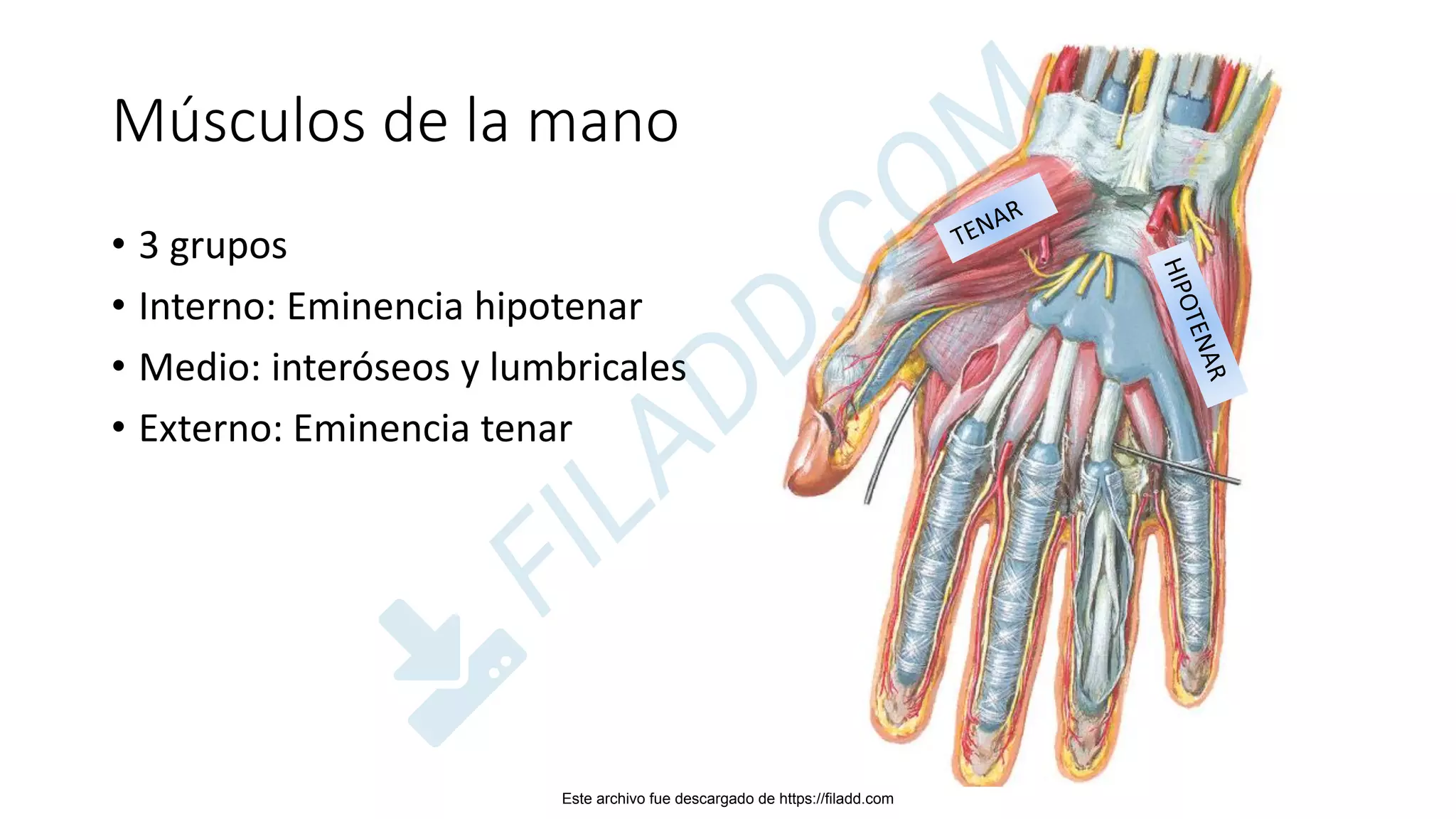 Anatomía Muscular De La Mano