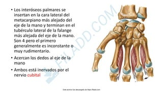 Musculos de la mano.pdf