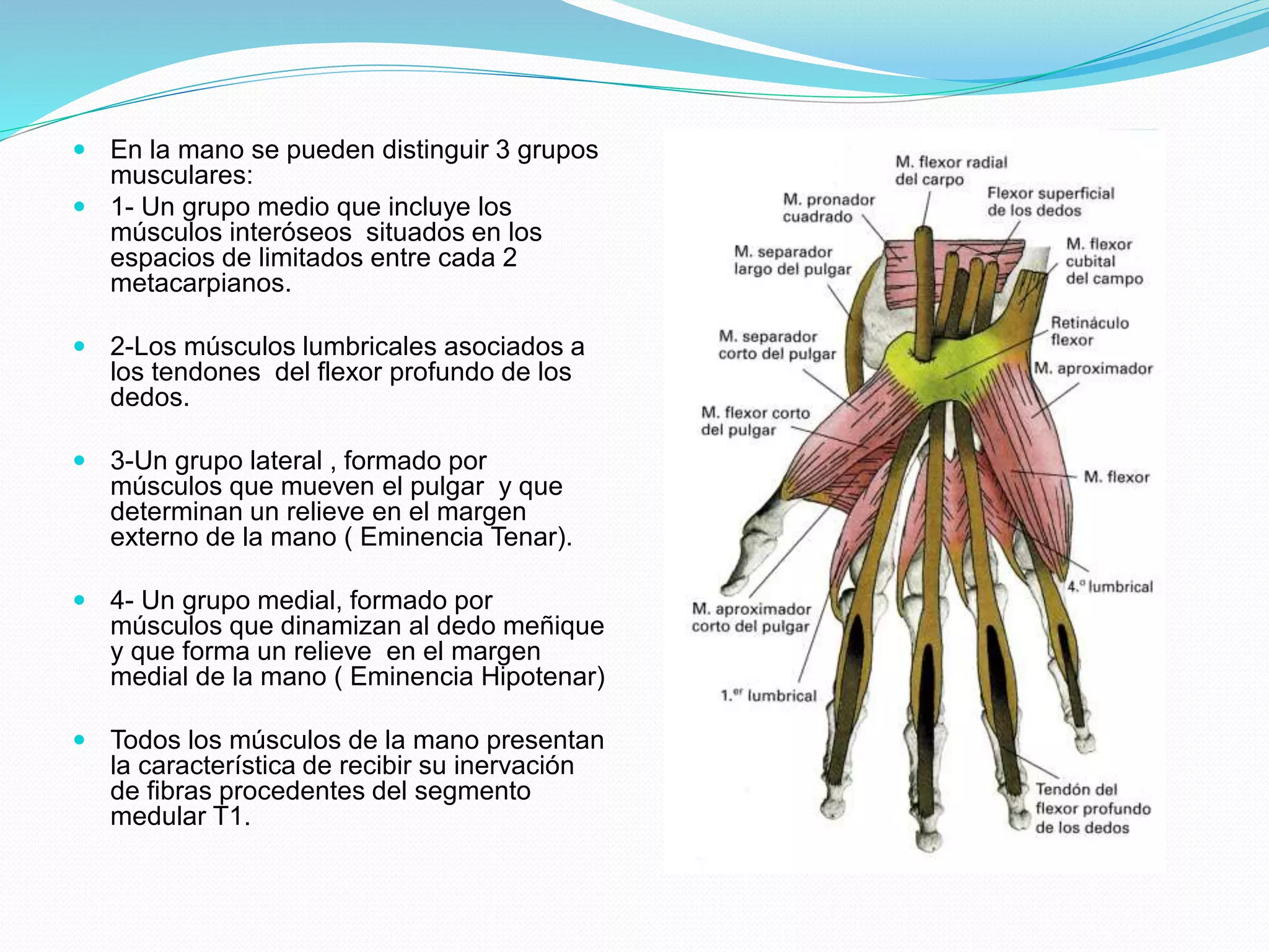Anatomía De Los Músculos De La Mano