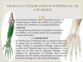 Musculos_de_la_mano.pptx