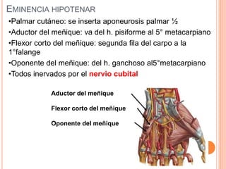 musculos de la mano12.pptx