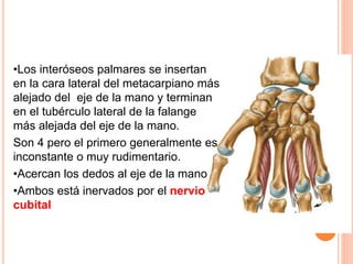 musculos de la mano12.pptx