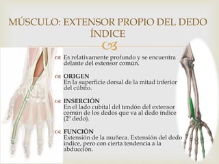 Musculos_de_la_mano (4).pdf