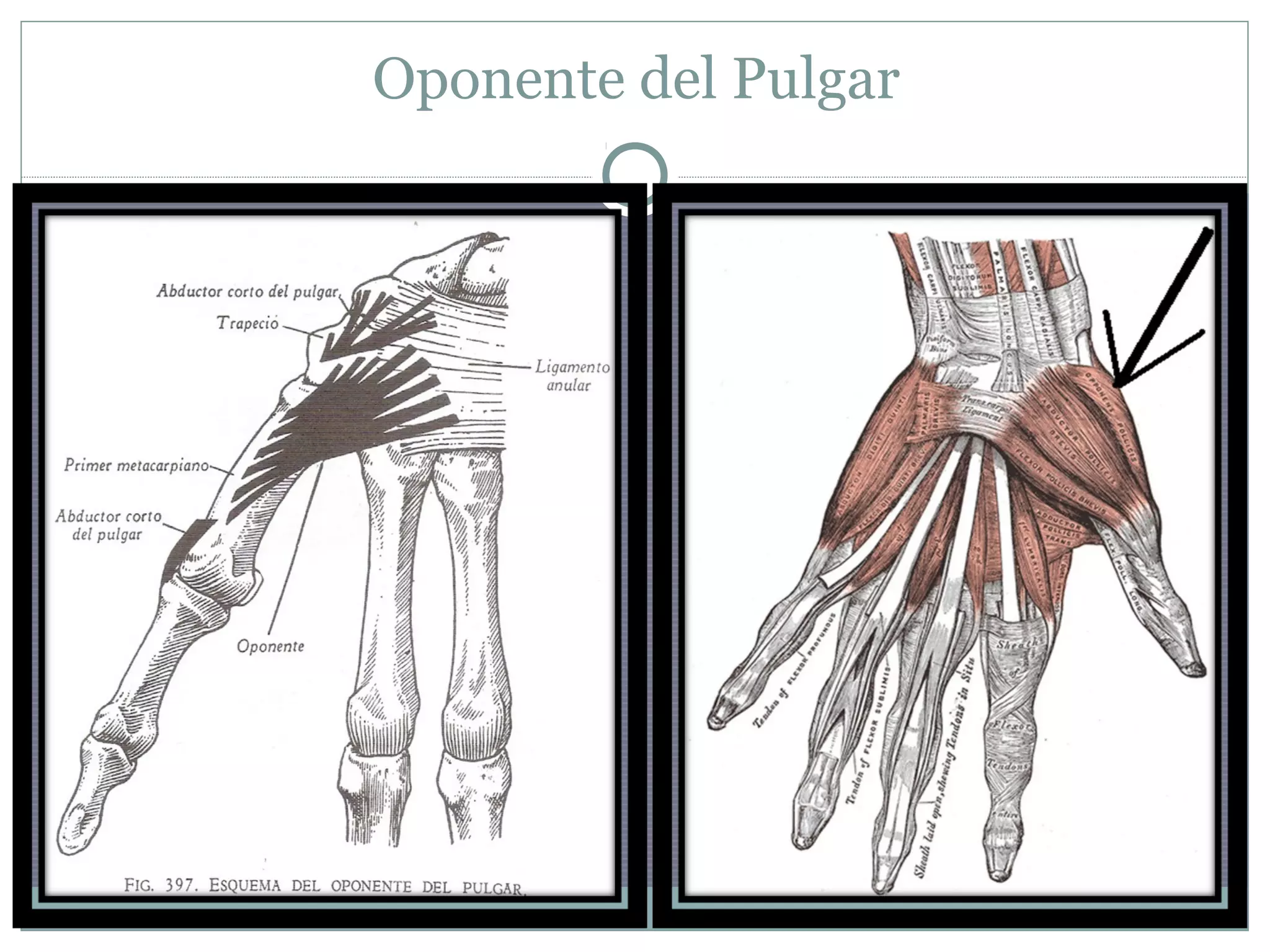 Musculos de la mano dra franco 1 | PPT
