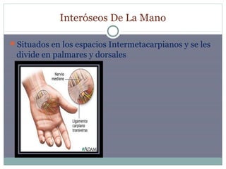 Musculos de la mano dra franco 1 | PPT