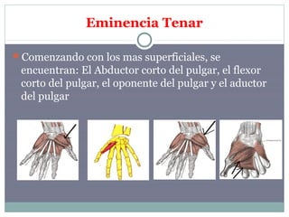 Musculos de la mano dra franco 1 | PPT