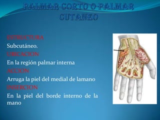 Musculos de la mano y brazo elaborado por Viviana Sanchez | PPTX