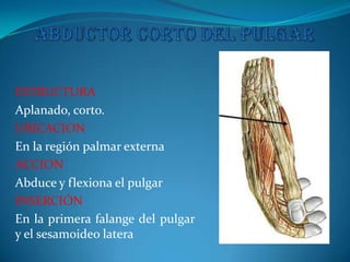 Musculos de la mano y brazo elaborado por Viviana Sanchez | PPTX