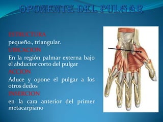 Musculos de la mano y brazo elaborado por Viviana Sanchez | PPTX
