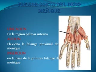 Musculos de la mano y brazo elaborado por Viviana Sanchez | PPTX