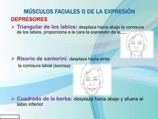 Musculos de la masticacin | PPTX