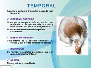 Musculos de la masticacin | PPTX