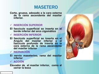 Musculos de la masticacin | PPTX