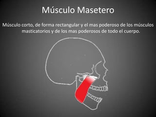 Músculos de la Masticación | PPTX