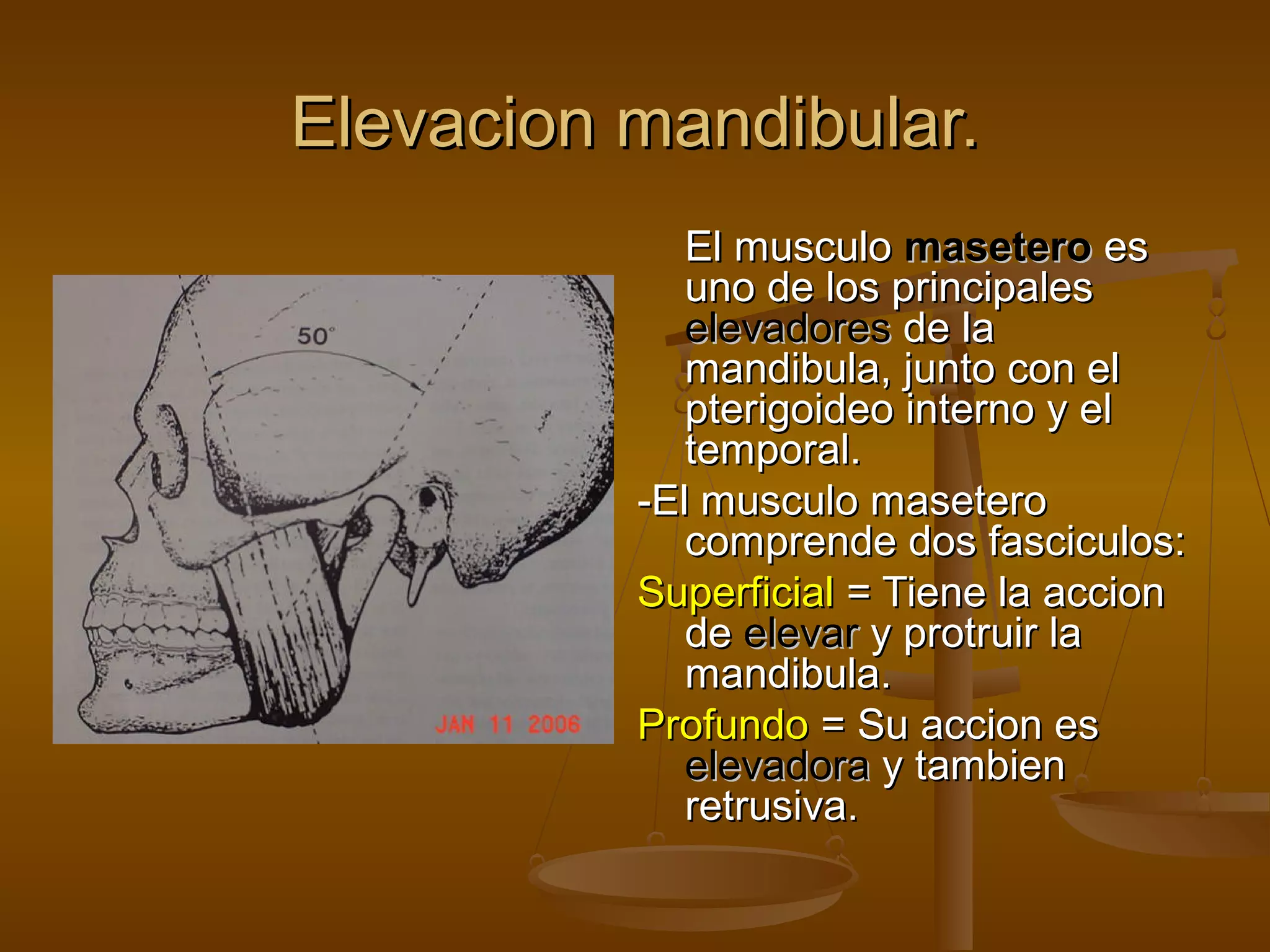 Musculos de la masticacion | PPT