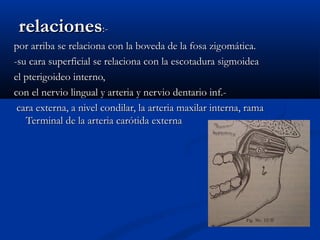 Musculos de la masticacion | PPT