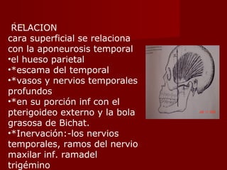 Musculos de la masticacion | PPT