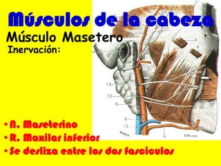 Musculos de la masticacion | PPTX