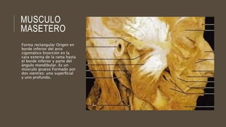 MUSCULOS DE LA MASTICACION.pptx