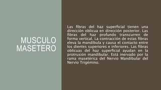 MUSCULOS DE LA MASTICACION.pptx