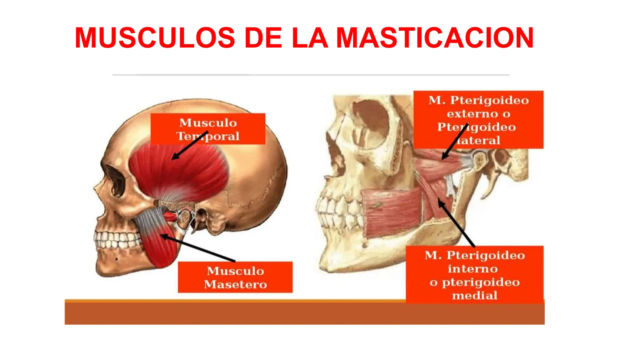 MUSCULOS DE LA MASTICACION y sus partes.pptx