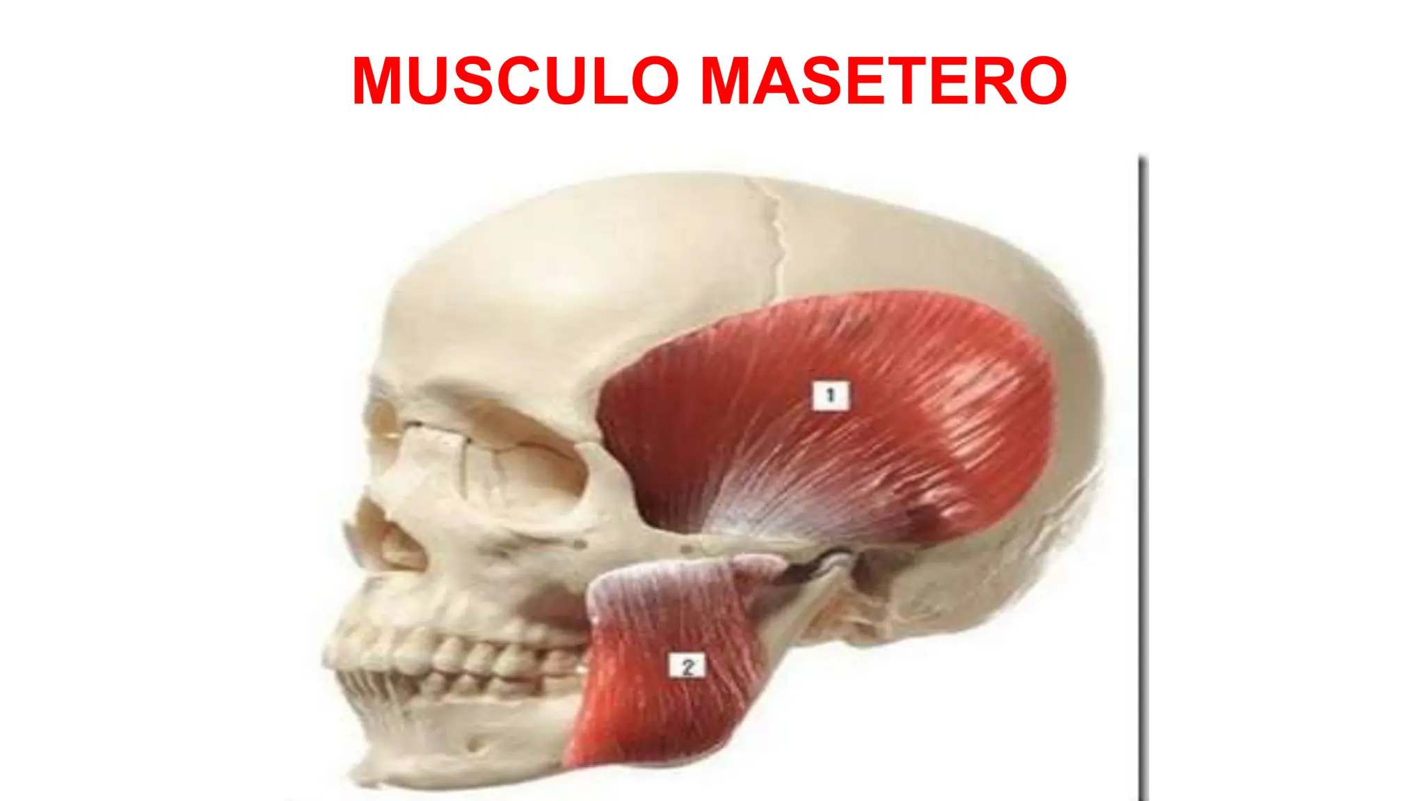 MUSCULOS DE LA MASTICACION y sus partes.pptx