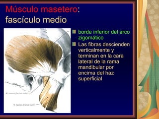 ANATOMIA DE LA CABEZA - MUSCULOS DE LA MASTICACION.pptx