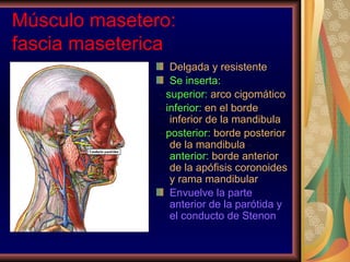 ANATOMIA DE LA CABEZA - MUSCULOS DE LA MASTICACION.pptx