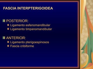 ANATOMIA DE LA CABEZA - MUSCULOS DE LA MASTICACION.pptx