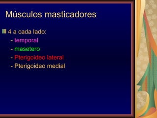 ANATOMIA DE LA CABEZA - MUSCULOS DE LA MASTICACION.pptx