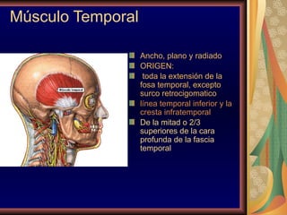 ANATOMIA DE LA CABEZA - MUSCULOS DE LA MASTICACION.pptx
