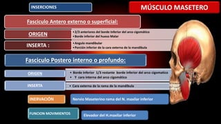 MUSCULOS DE LA MASTICACION | PPTX