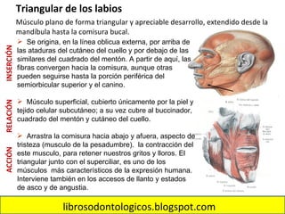 Musculos De La Mimica (http://librosodontologicos.blogspot.com/) | PPT
