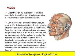 Musculos De La Mimica (http://librosodontologicos.blogspot.com/) | PPT