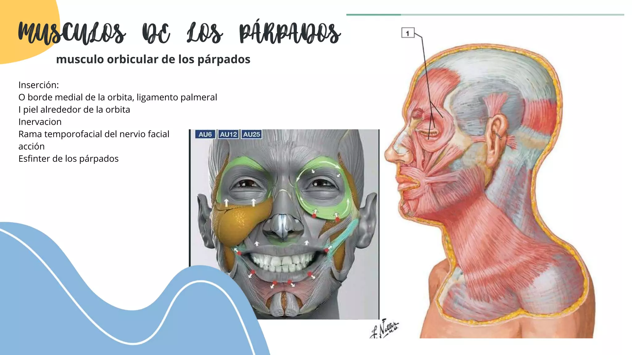 musculos de la mimica facial Damaris Lima.pptx