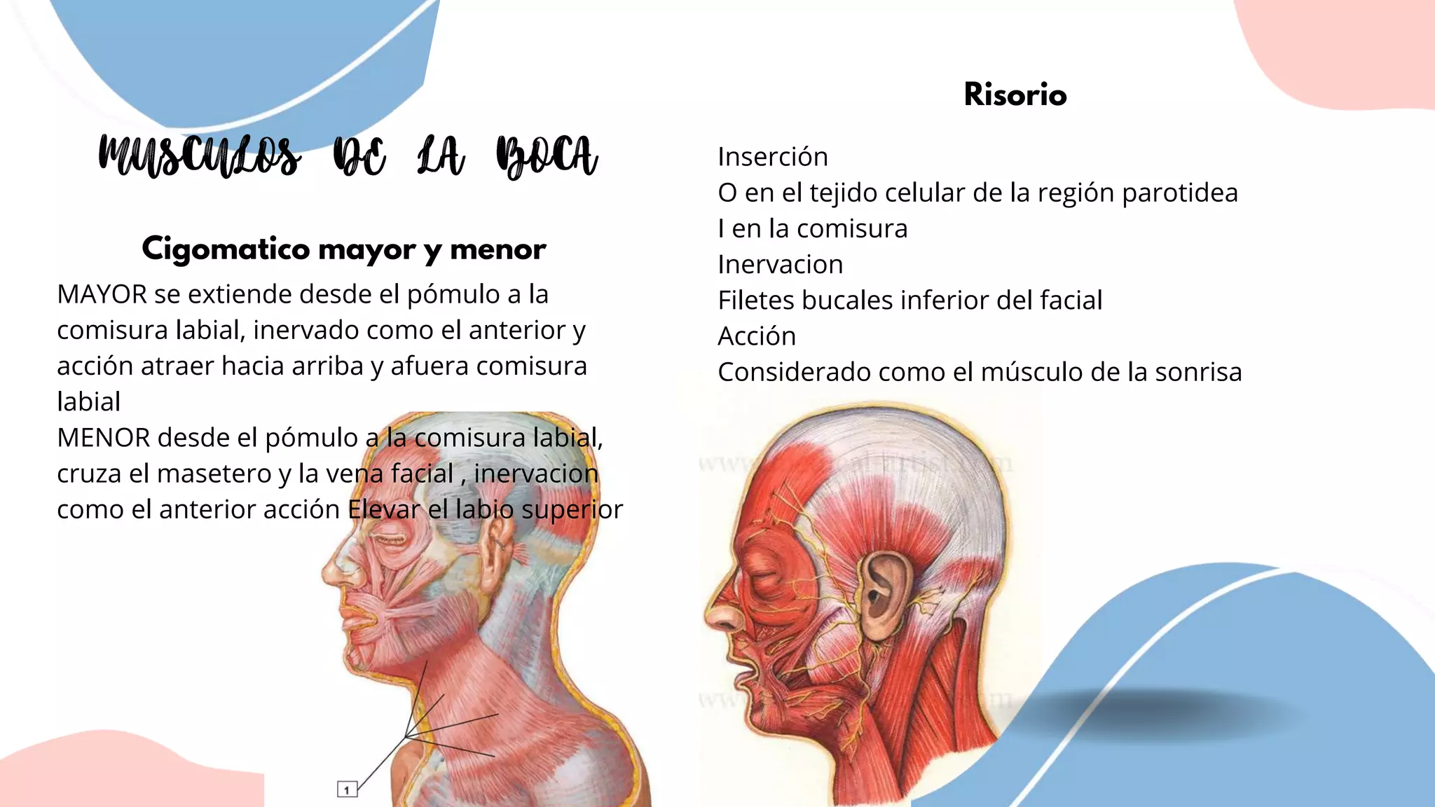 musculos de la mimica facial Damaris Lima.pptx