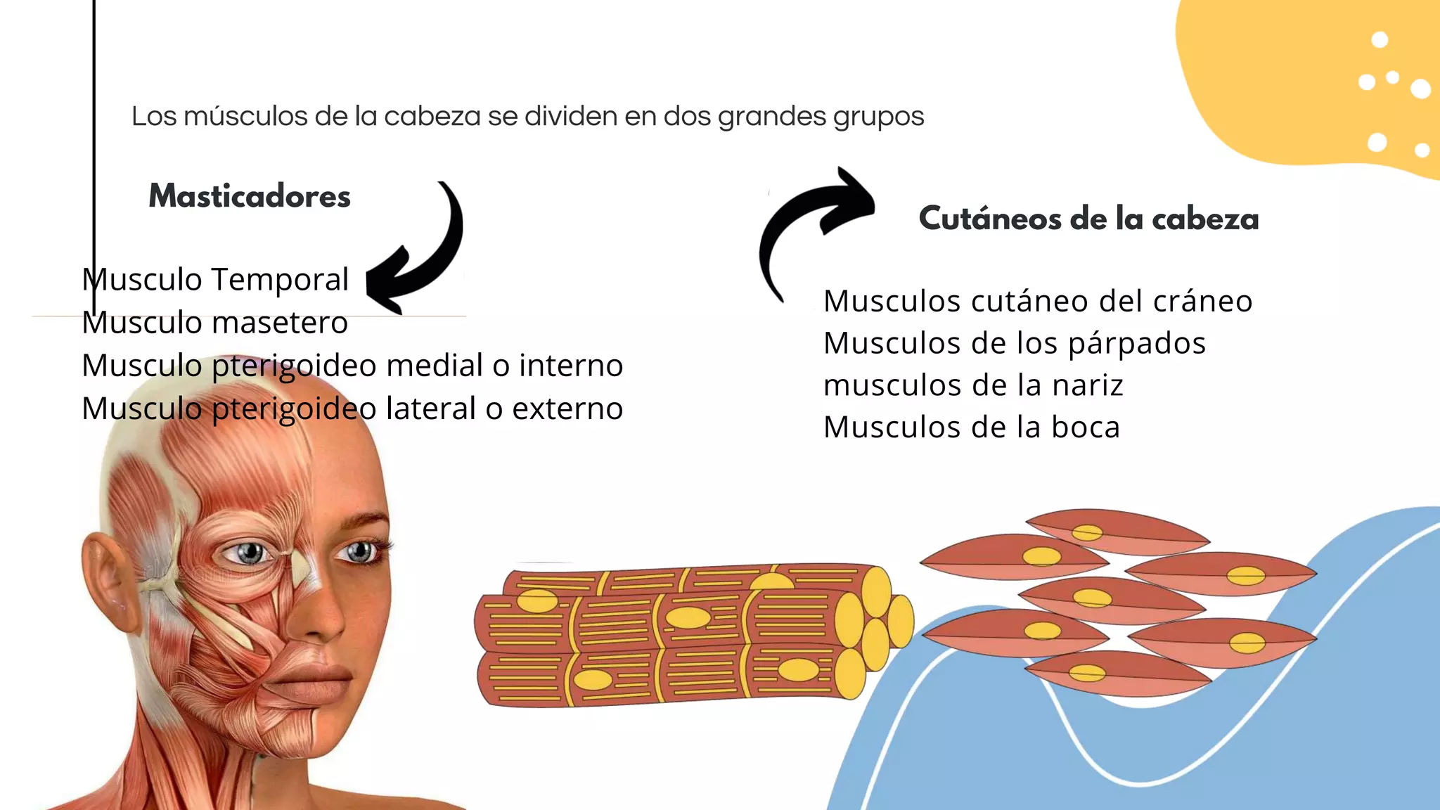 musculos de la mimica facial Damaris Lima.pptx