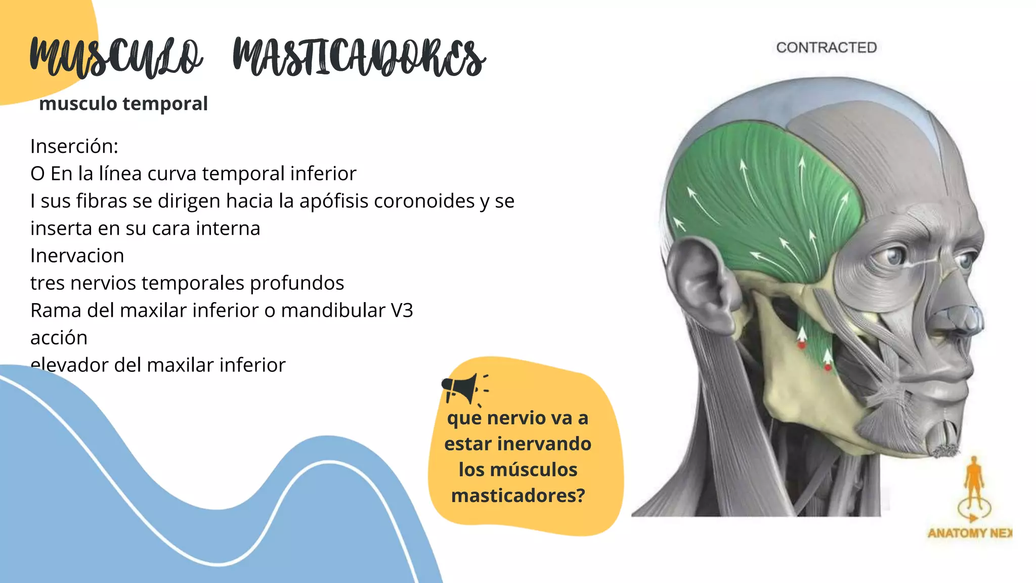 musculos de la mimica facial Damaris Lima.pptx