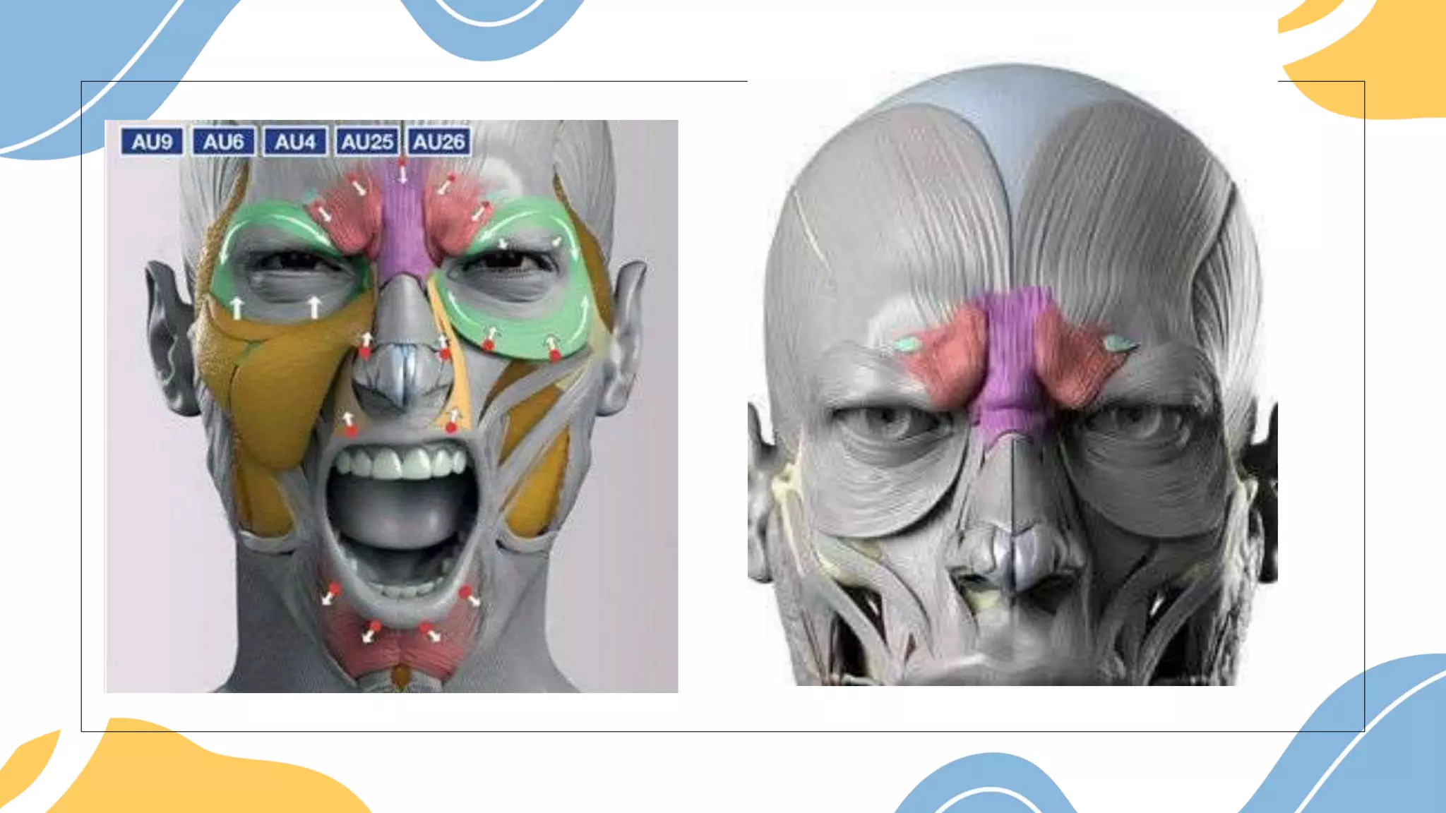 musculos de la mimica facial Damaris Lima.pptx